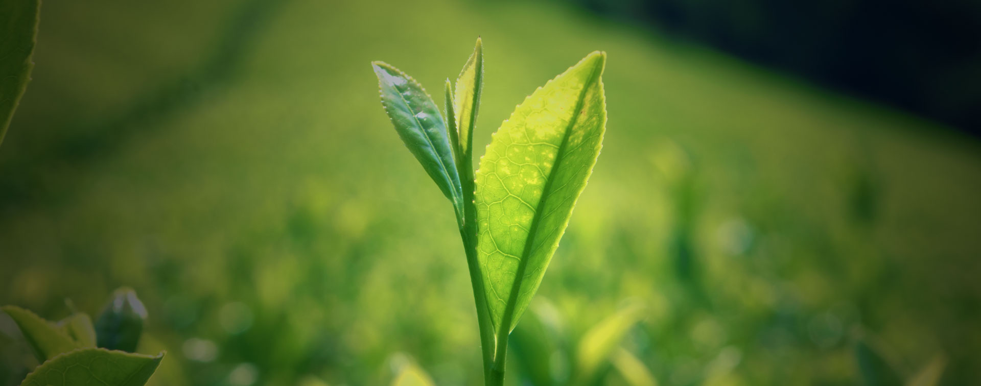 Recovering from Breast Cancer with Matcha – Breakaway Matcha